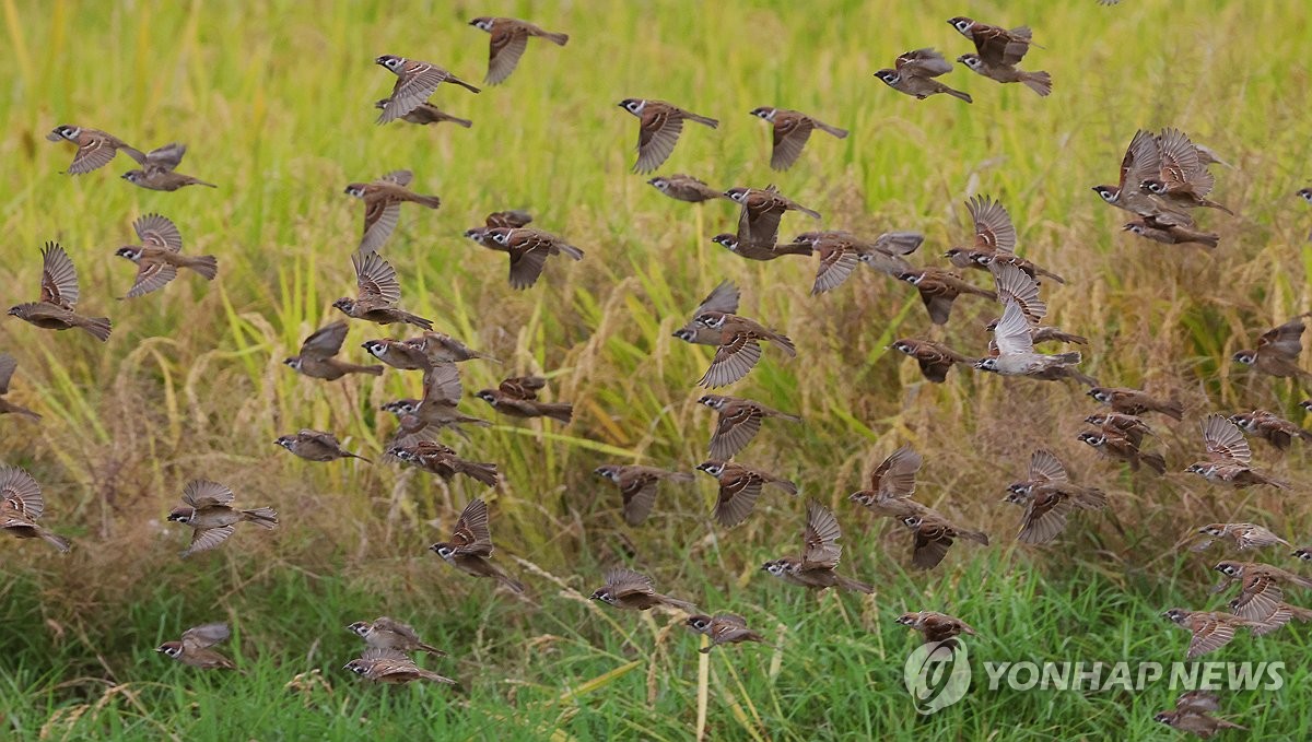 참새 짹짹 연합뉴스