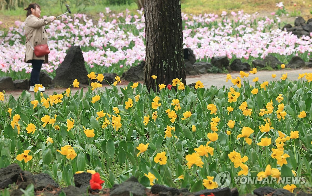 한림공원 튤립 활짝 연합뉴스