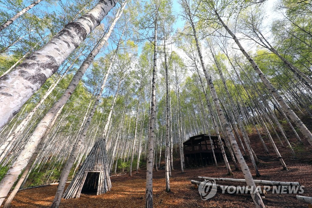 신록의 계절 인제 자작나무숲 연합뉴스